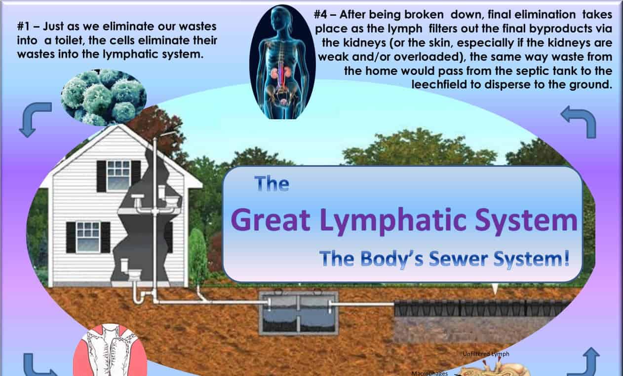 The Body’s Sewer System - Handcrafted Botanical Formulas