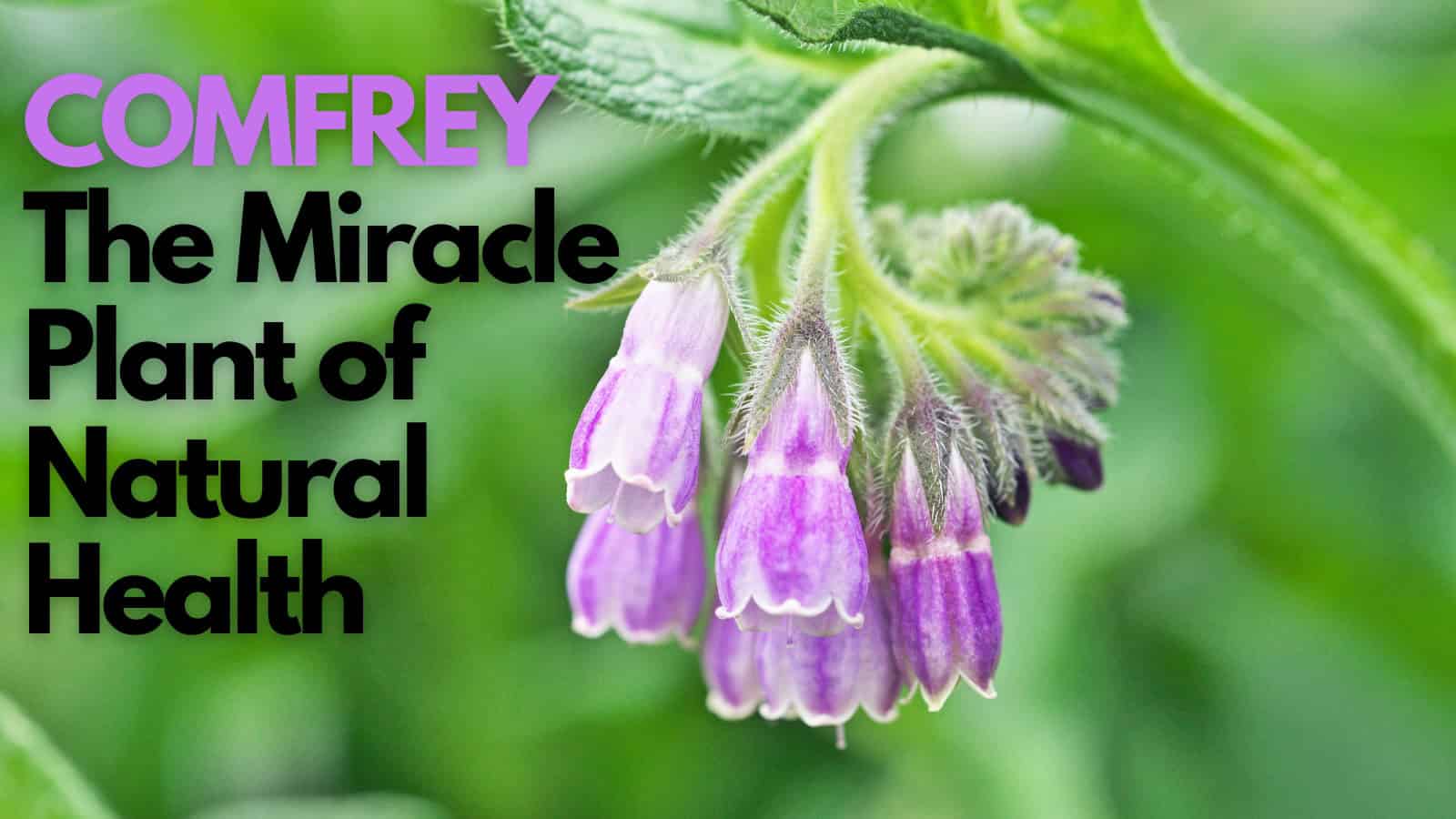 Comfrey: The Miracle Plant of Natural Health - Handcrafted Botanical ...