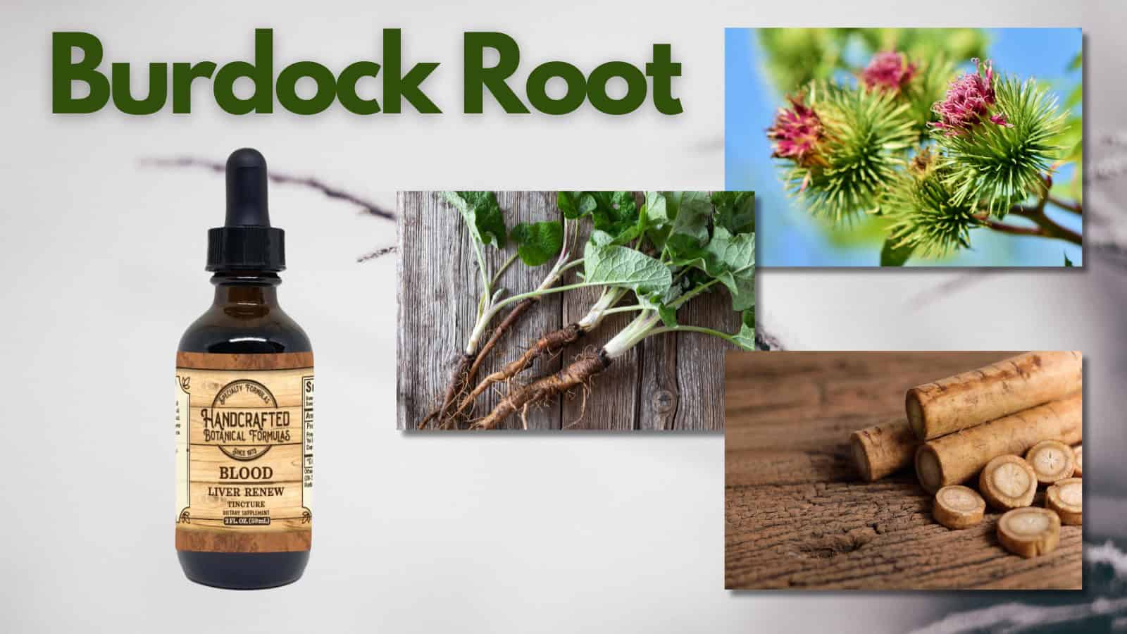 The Wonders of Burdock Root - Handcrafted Botanical Formulas