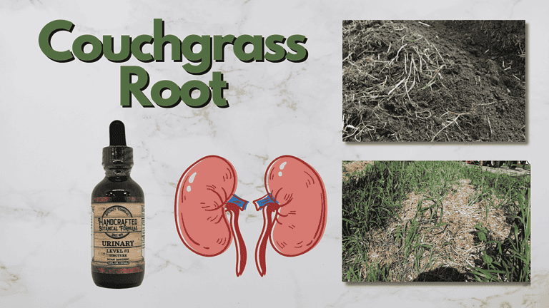 Couchgrass Root: The Lymphatic System’s Unsung Hero - Handcrafted ...