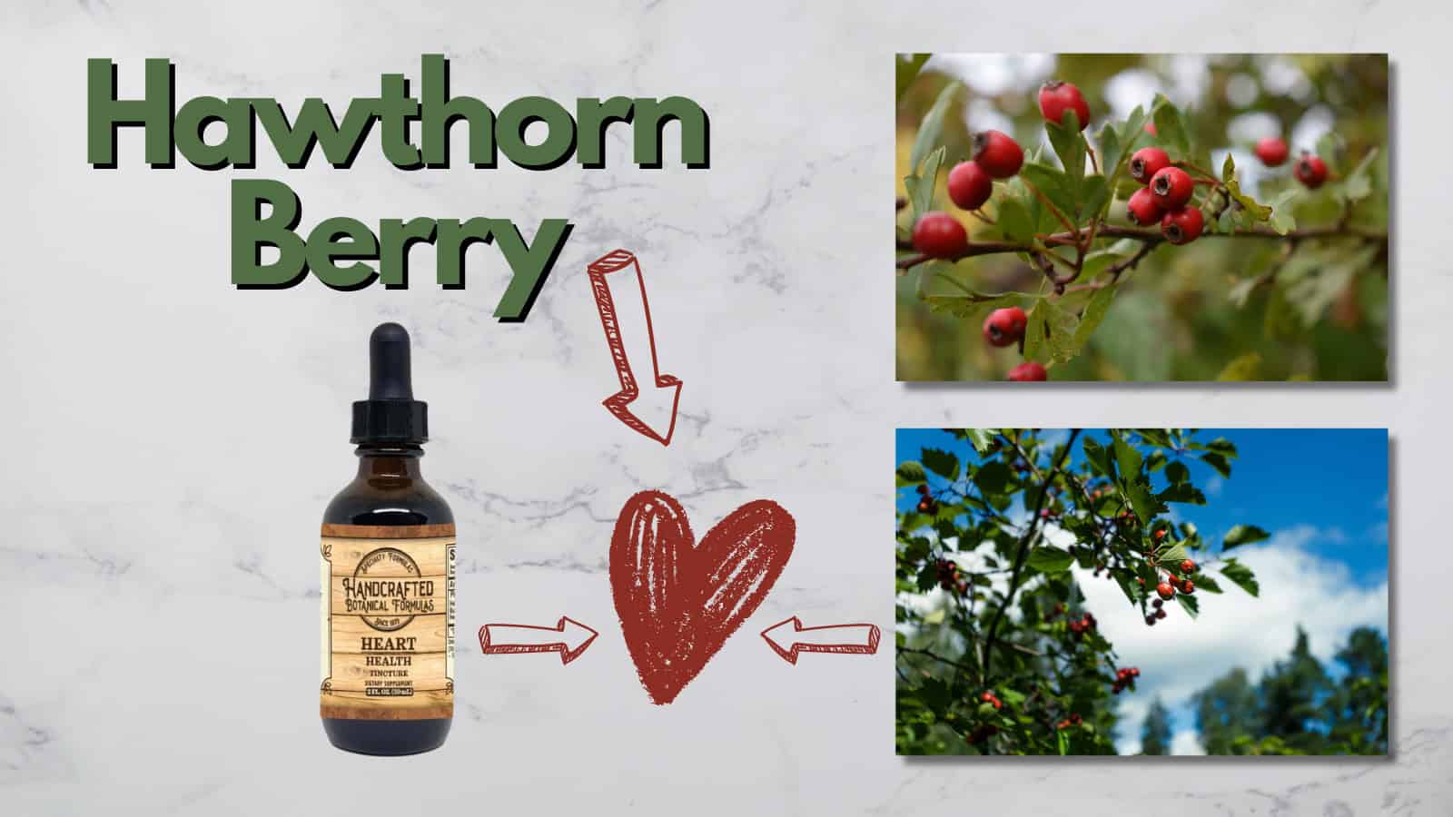 Hawthorn Berry - Your Heart Loves It - Handcrafted Botanical Formulas