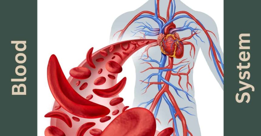 Learn Your Body Systems - Handcrafted Botanical Formulas