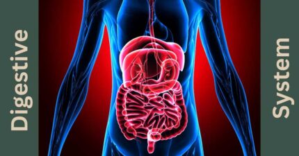 Learn Your Body Systems - Handcrafted Botanical Formulas