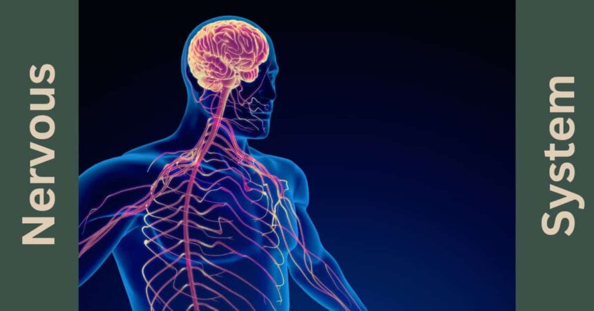 Learn Your Body Systems - Handcrafted Botanical Formulas